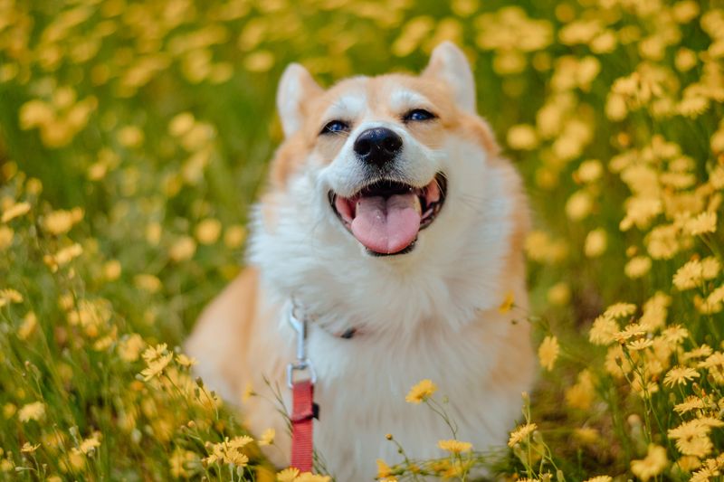 10 dogs whose looks and expressions make them social media favorites