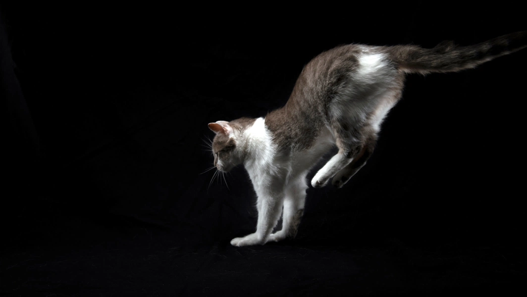 Understanding cat tail language and function