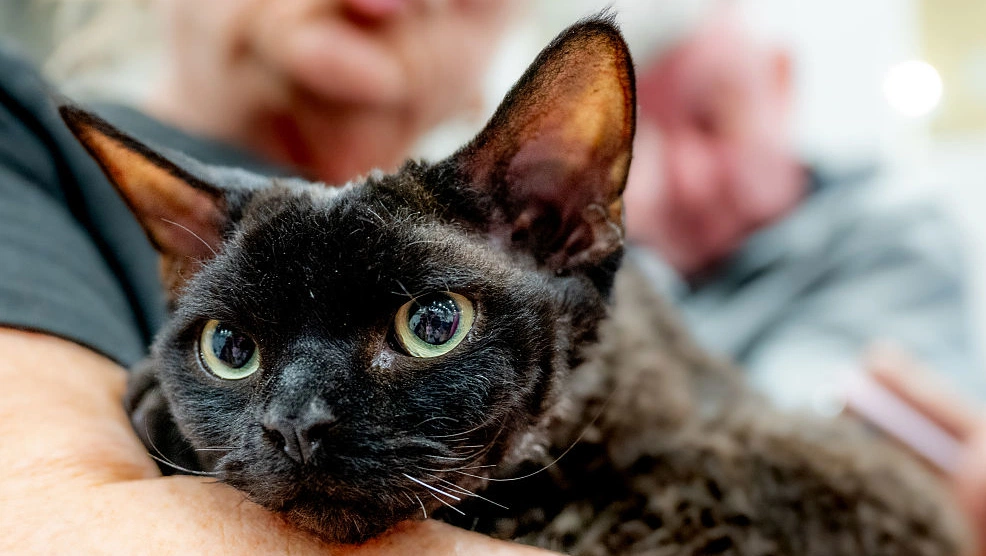 How cats perceive and react to human emotions