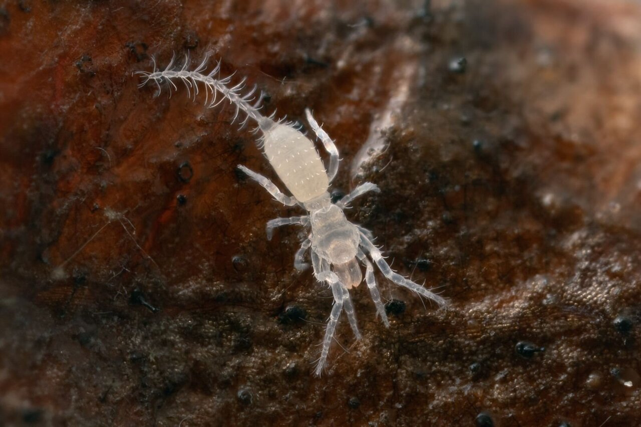 Student makes first recorded sighting of a microwhip scorpion in the ...