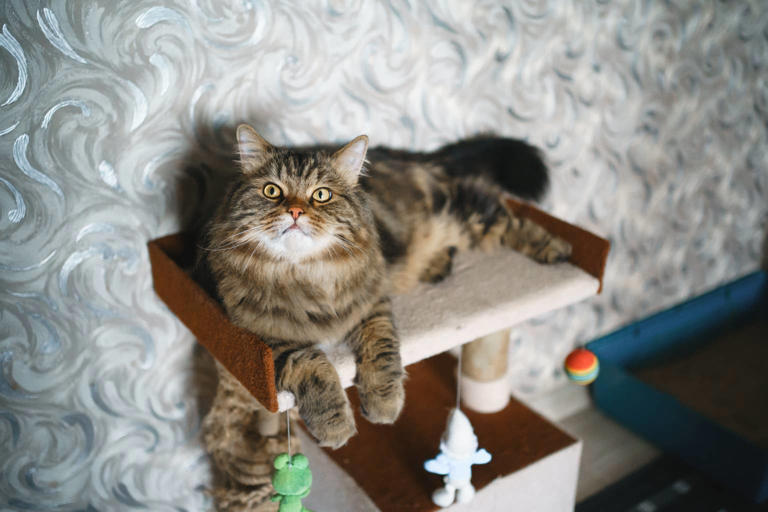 How long can you leave your cat alone? Essential information for pet ...