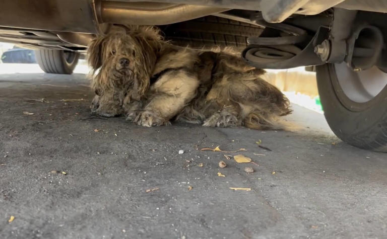 Matted dog living under car in 'unbearable heat' turns heads after his ...