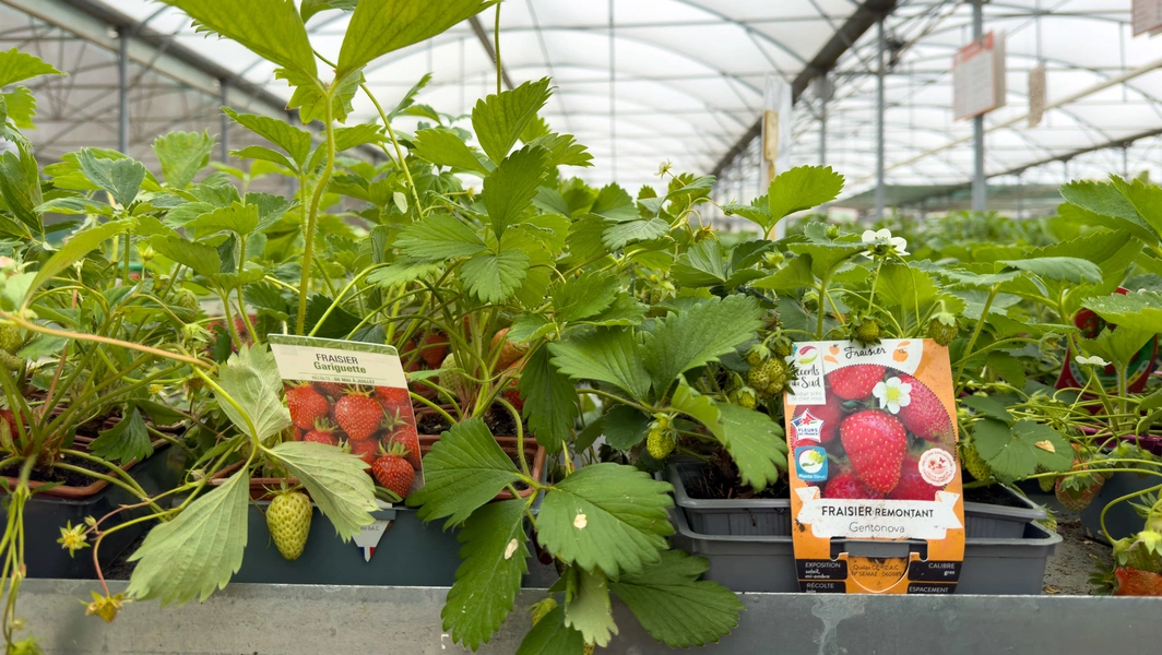 Fascinating facts about strawberries