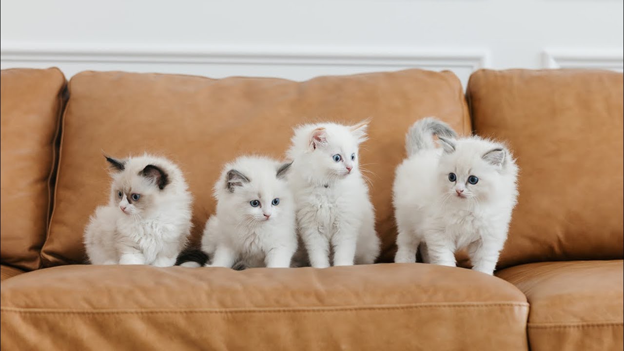 Meet the adorable kittens of the 'P' litter