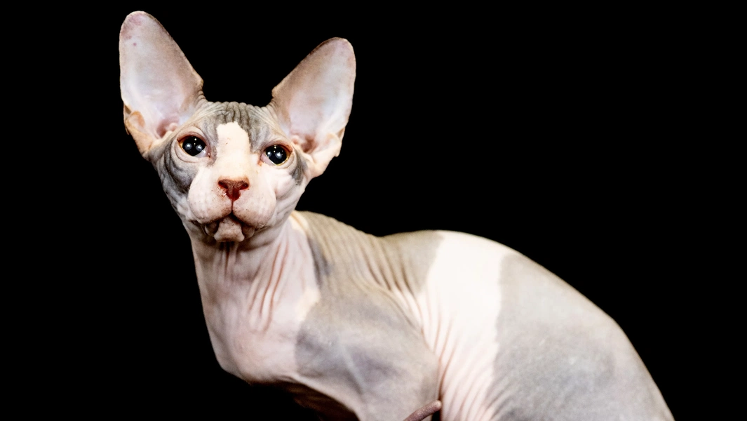 Comprehensive facts about Sphynx cats