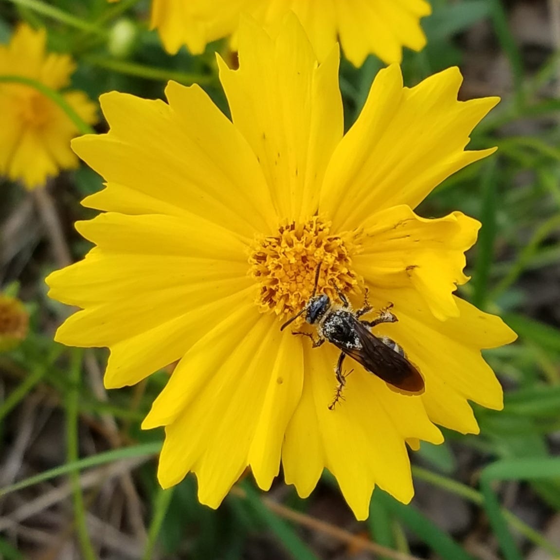 Need info on native plants and pollinators? Here's where to find it