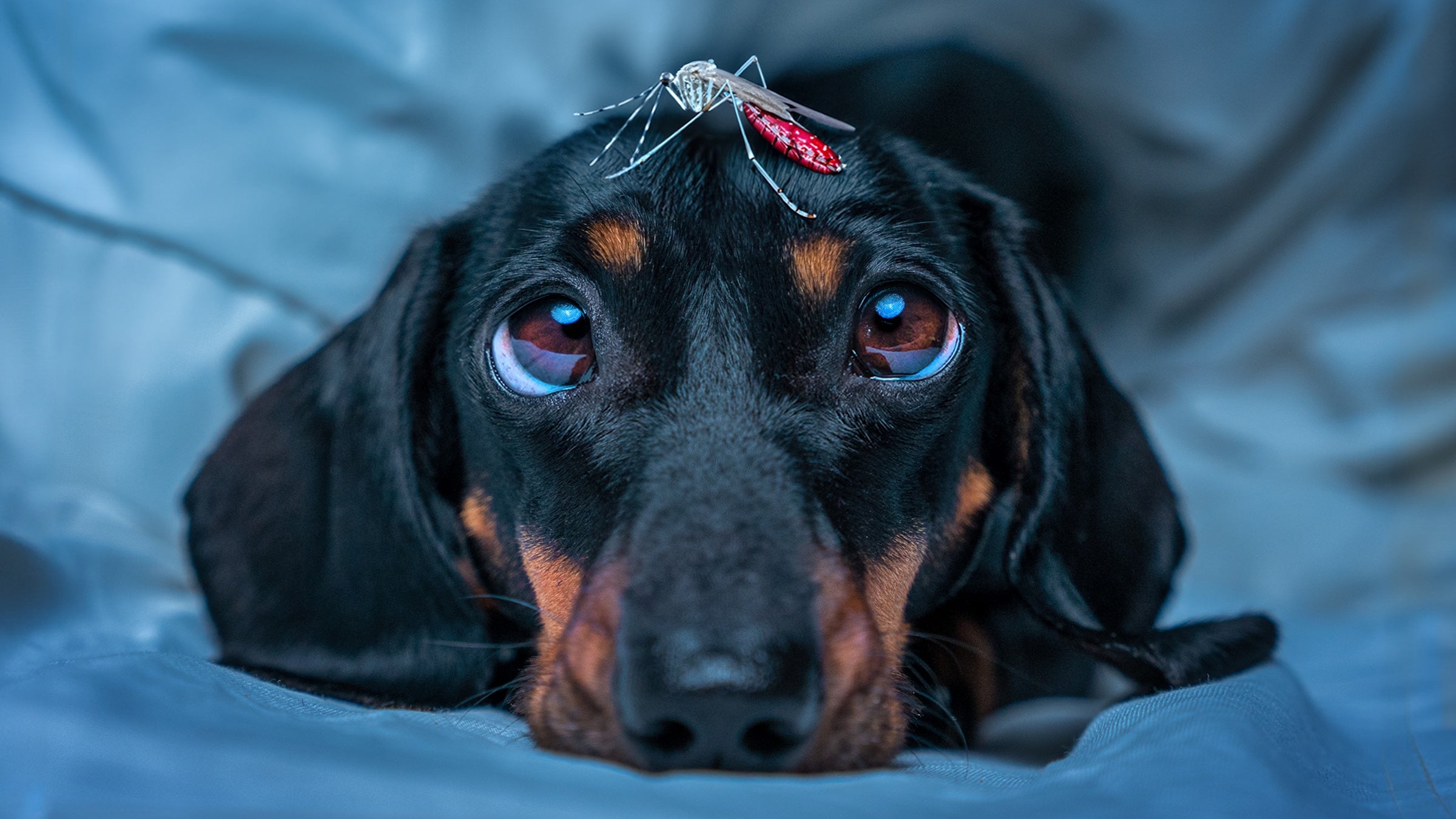 Yes, you should put bug spray on your dog—but the wrong kind can be deadly