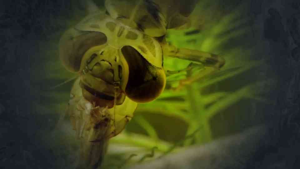 This tiny insect has a 95% kill rate – higher than lions and sharks