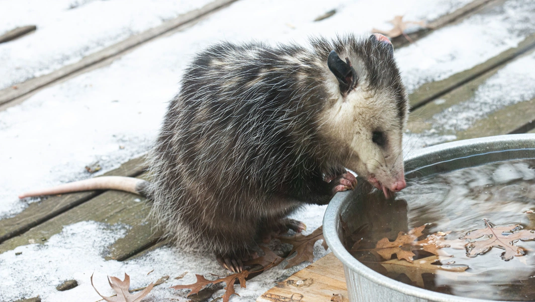 Why opossums might be your garden’s secret hero