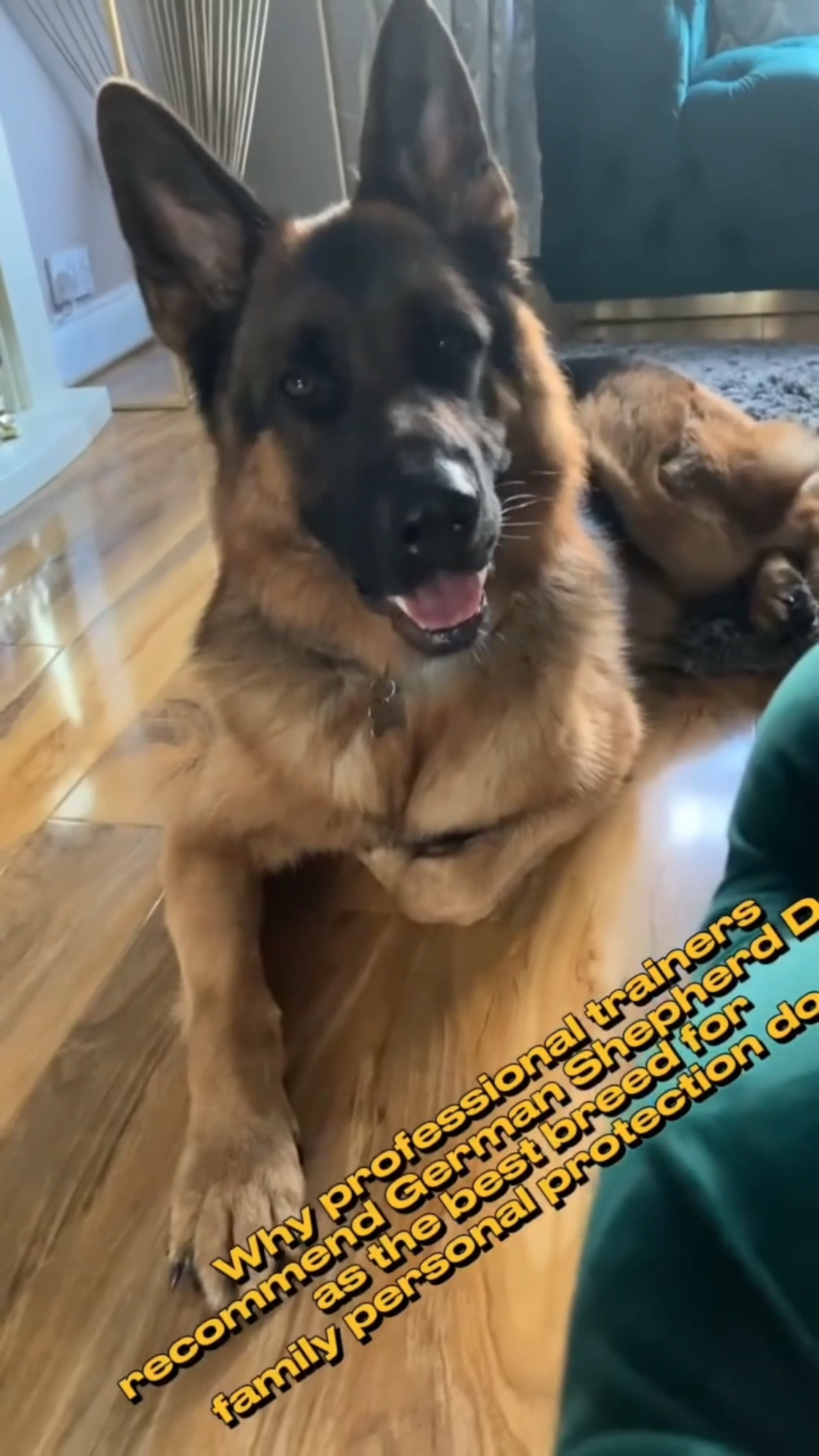 Why German shepherds are the best dogs: loyal, smart & protective breed