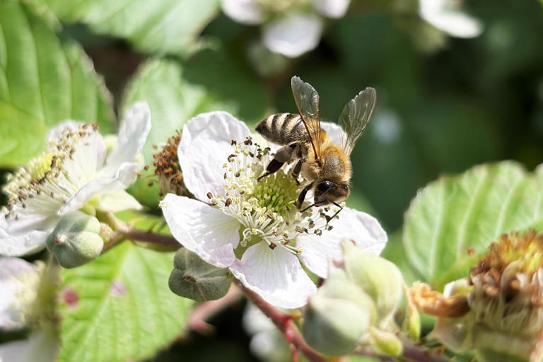 Merriments Gardens gives bees a buzzing boost