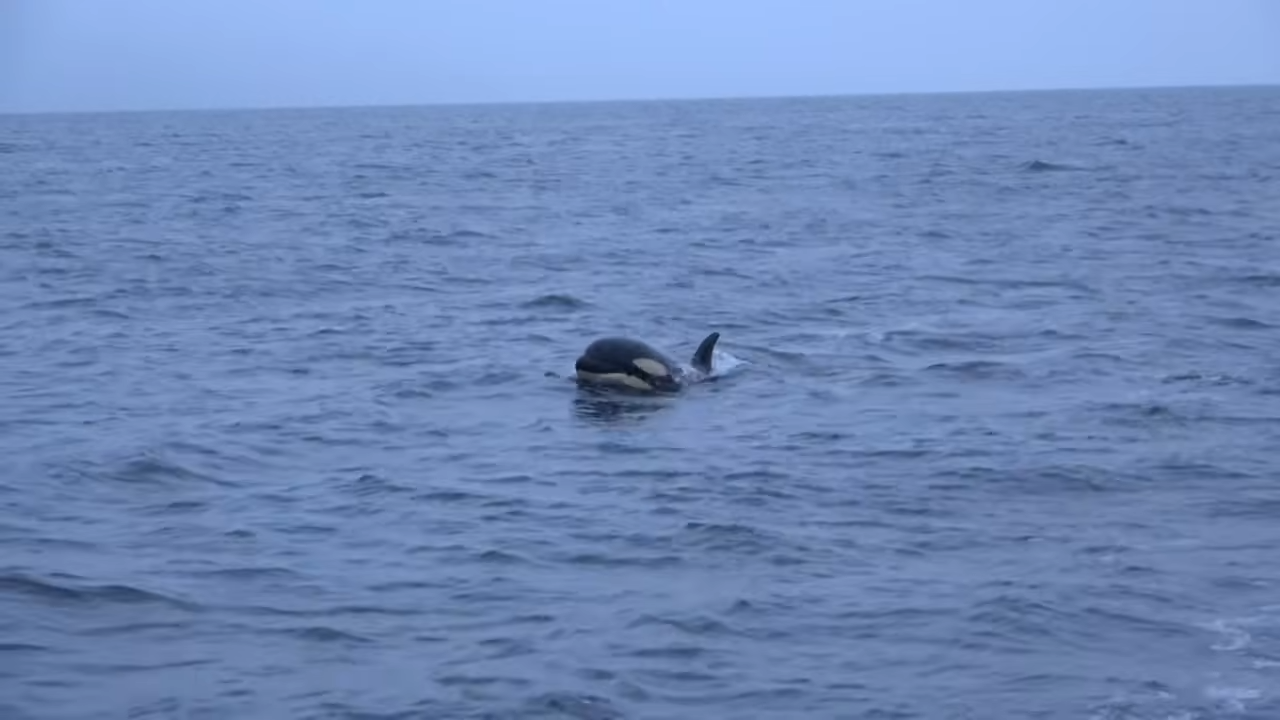 They dove into snowing Arctic water... then killer whales swam beneath them
