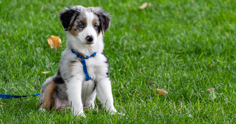 First time pet owners want to adopt mini aussie but underestimate the ...