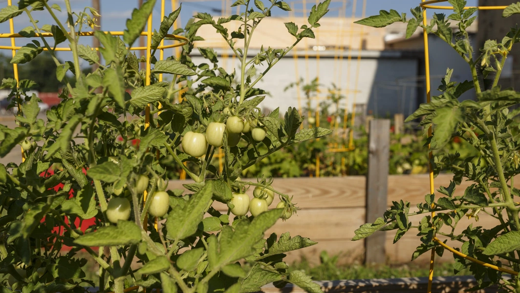 Preventing common tomato plant problems