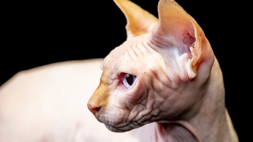 Comprehensive facts about Sphynx cats