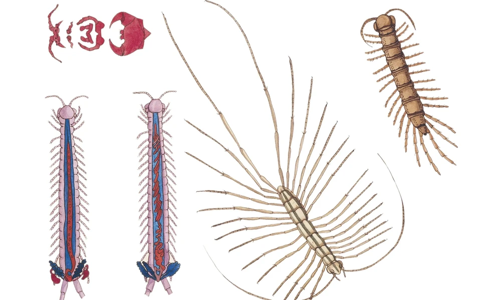 Centipede facts every curious mind should know