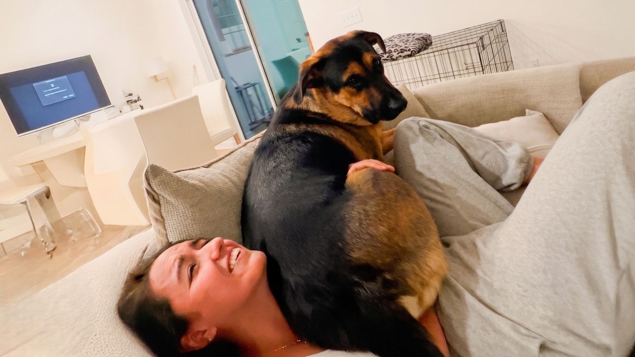 Big German shepherd thinks he’s a baby - and demands cuddles 24/7