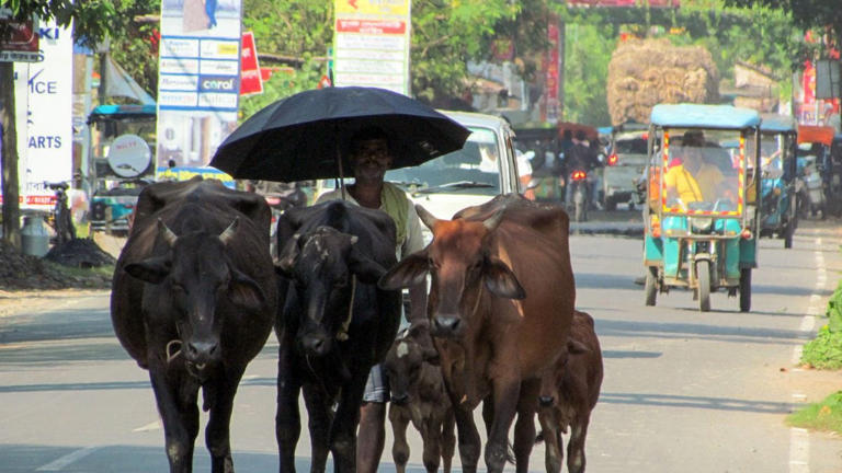 Rising heat affects cow milk quality. There’s less protein and fat