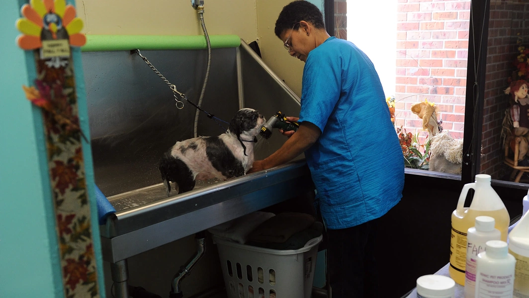 8 common dog bathing mistakes and their risks