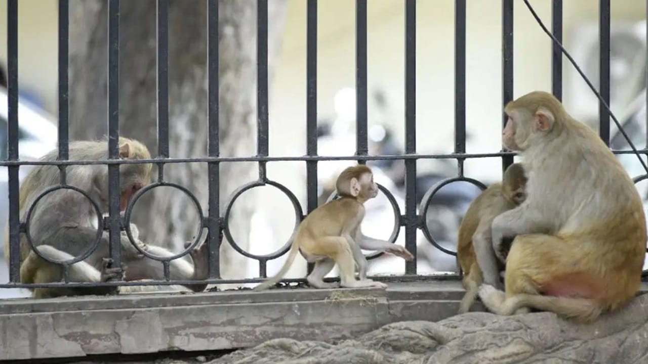 Did monkeys run away with gold from police station in UP? Here’s what ...