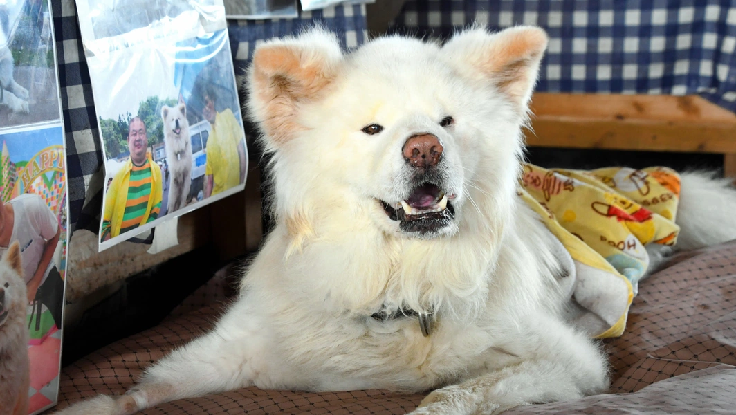 14 loyal dog breeds prone to separation anxiety