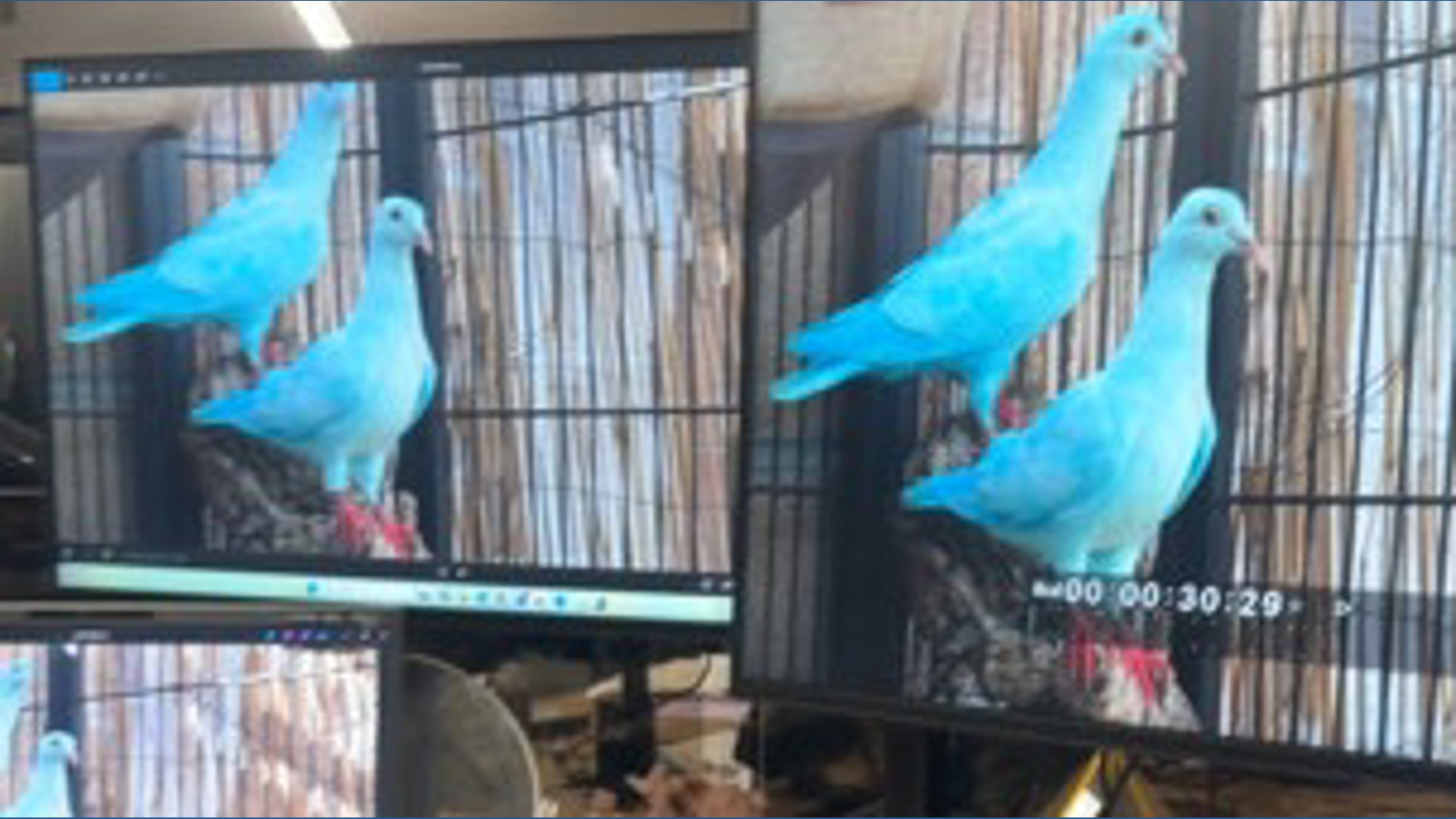 Bright blue pigeons dyed for gender reveal spark wildlife concerns