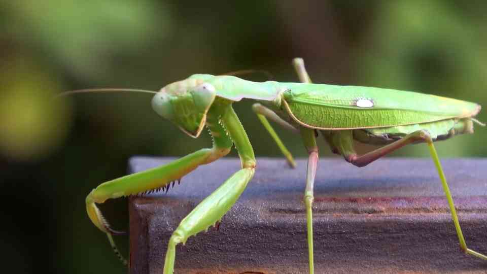 Watch the praying mantis lock onto its target - then strike instantly