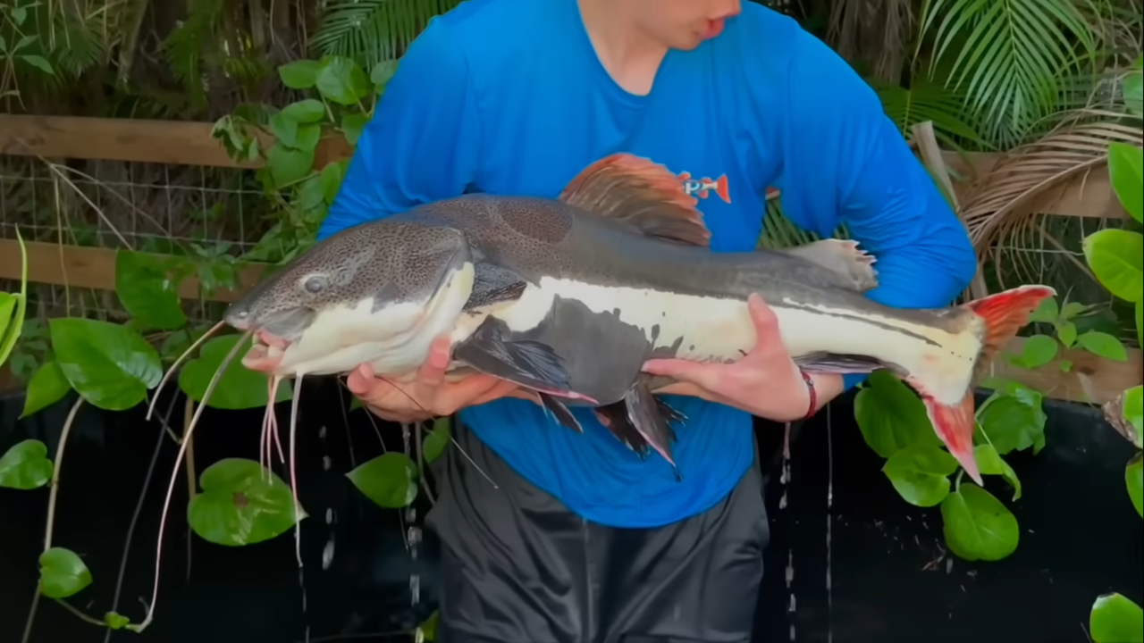 Something was killing my monster fish… so I went pond detective mode