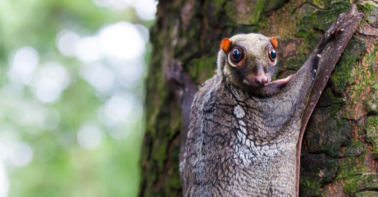 The 'flying lemur' that neither flies nor is a lemur