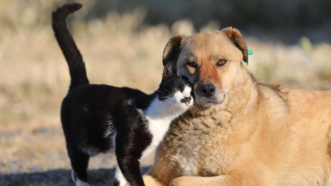Why some cats behave like dogs