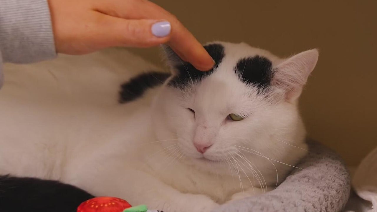 Furry Friday: Meet Uncle Buck the cat and Hokey Pokey the dog