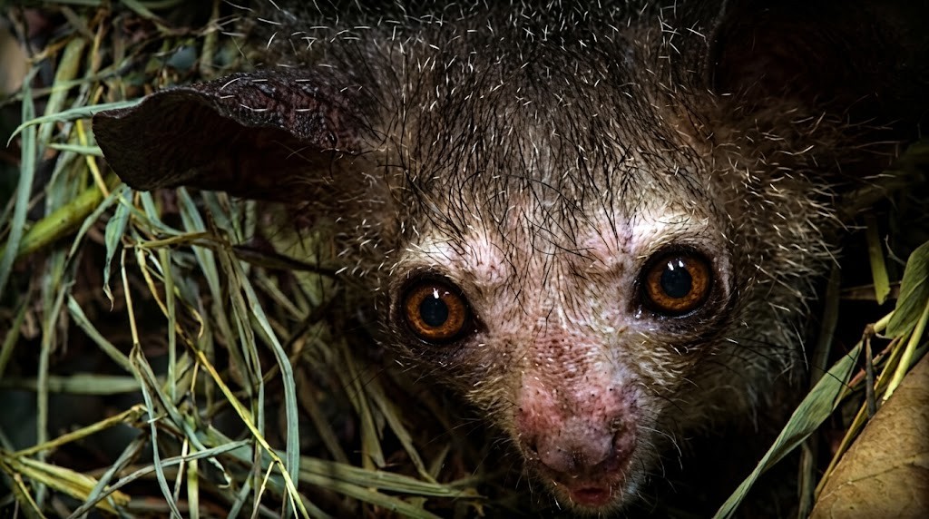 Watch how the aye-aye hunts hidden prey with its freakishly long finger
