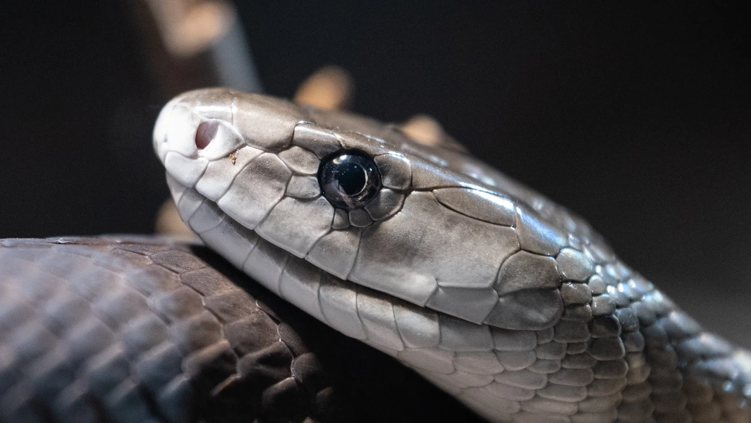 12 snakes ranked by venom and danger