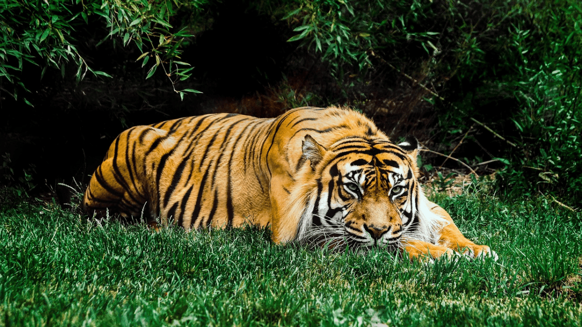 The surprising truth about animals that attack without warning signs