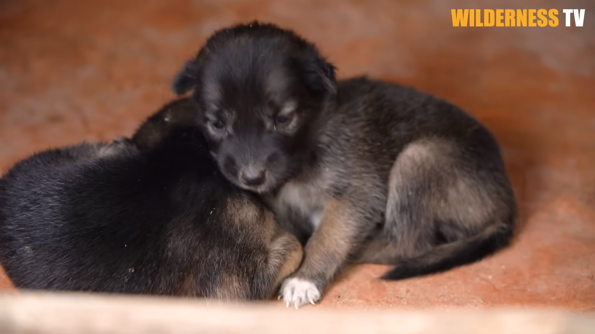 These abandoned puppies finally got a giant fish house – and felt safe ...