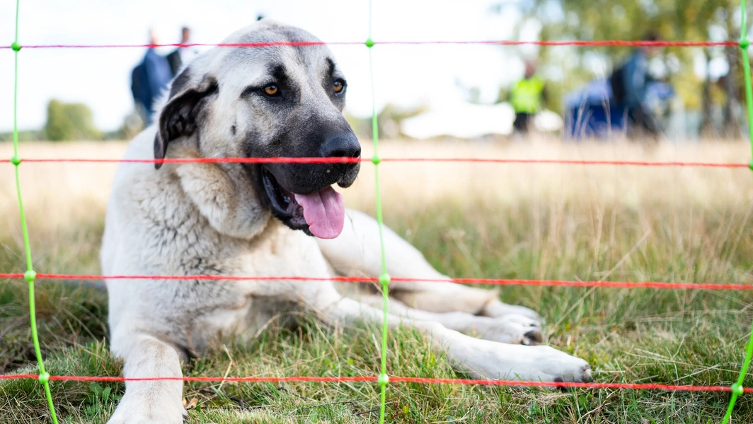 6 powerful dog breeds bred to protect against wolves