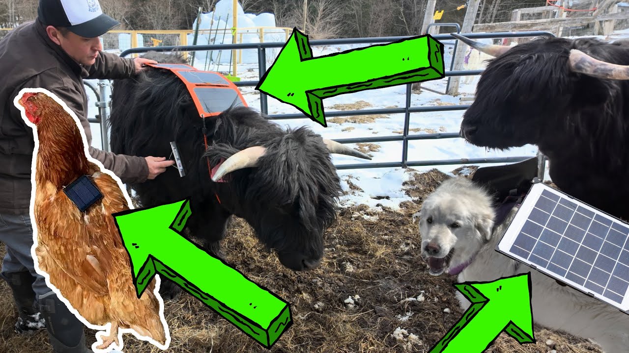 Learn why all farm animals must wear solar panels