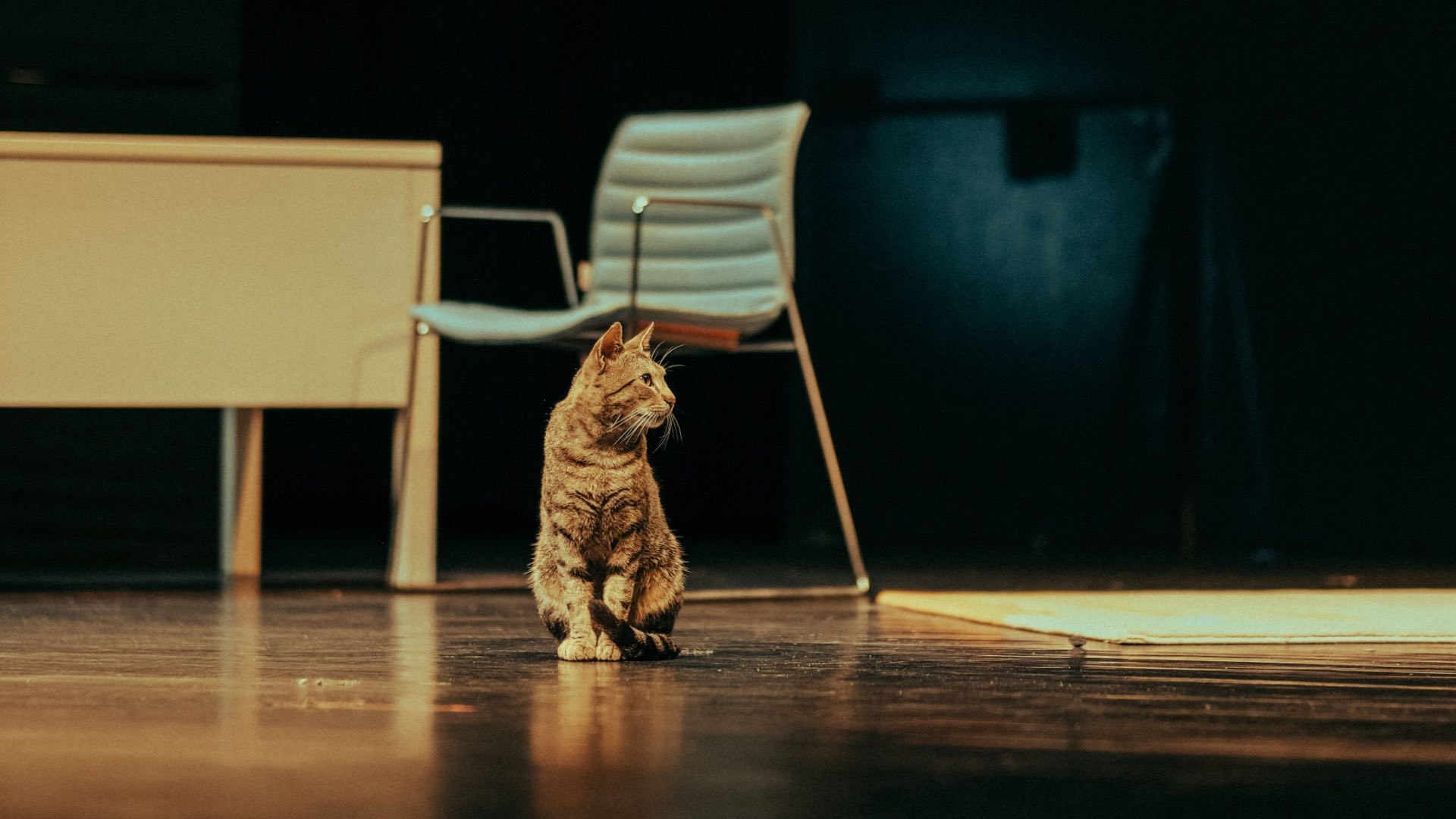 Un gato interrumpe una obra de teatro y revoluciona internet