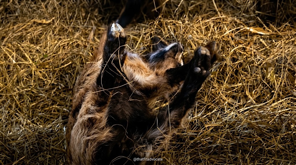 These goats can't run from danger – they just fall over