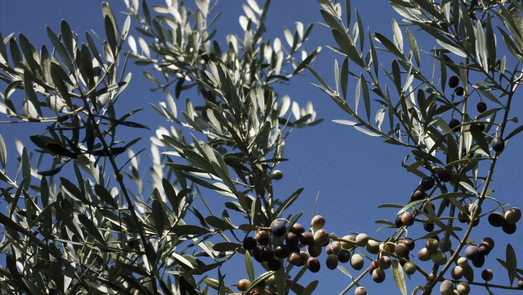 7 biblical plants with healing powers