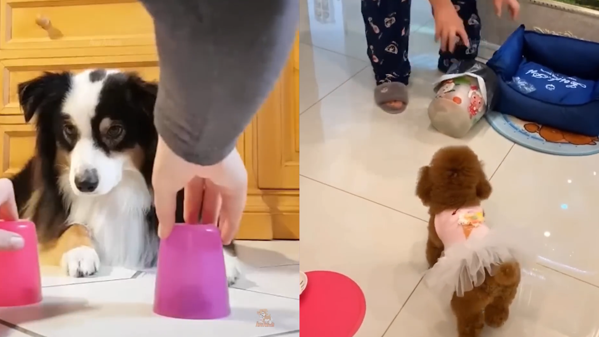 Cup game focus meets tiny poodle walk