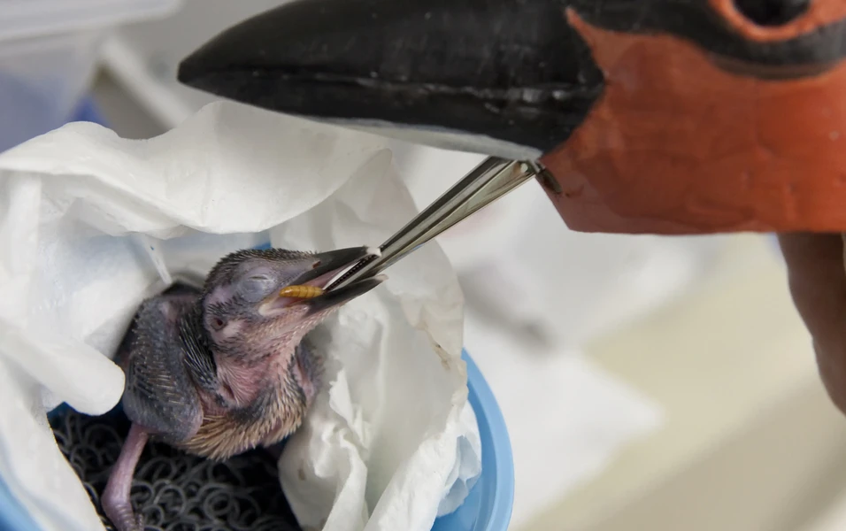 Rare bird rescues span from backyard rooster to endangered chicks