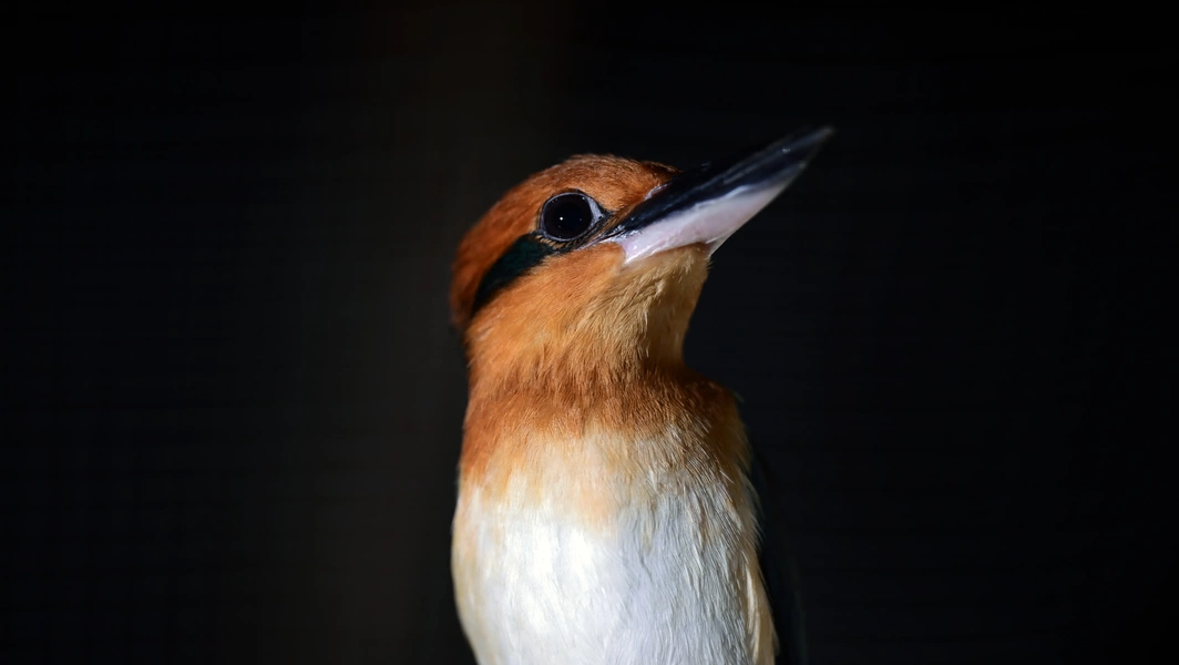 Rare bird rescues span from backyard rooster to endangered chicks