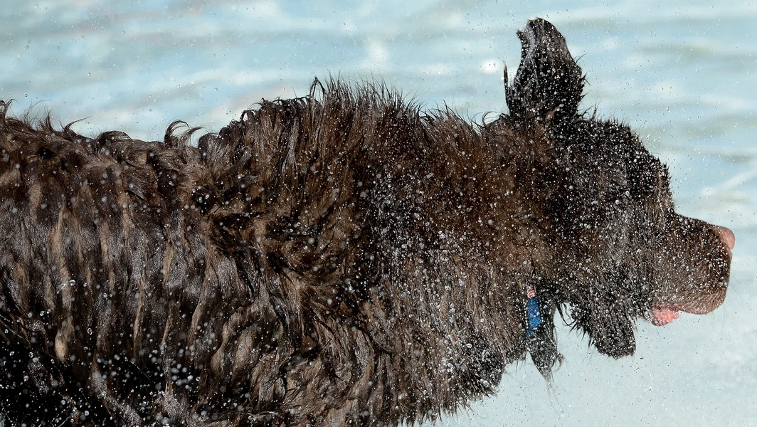 5 fluffy giant dog breeds with gentle natures