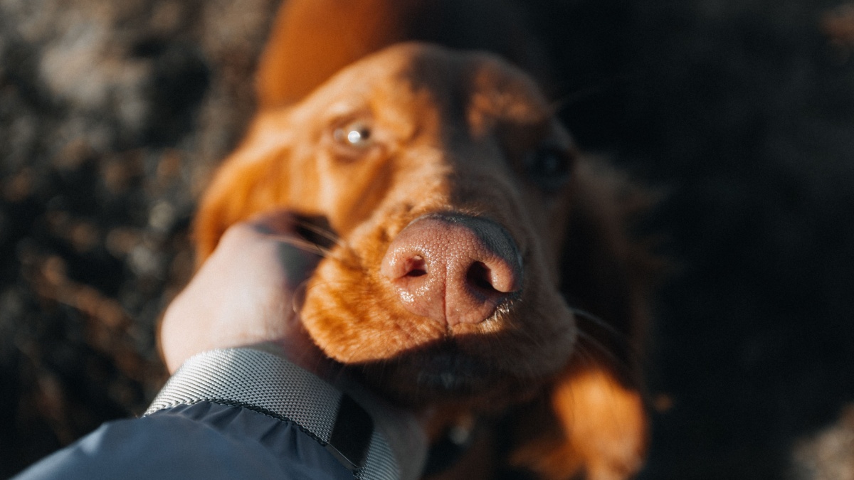 If your dog is over 5 years old, you need to start doing these 7 things ...