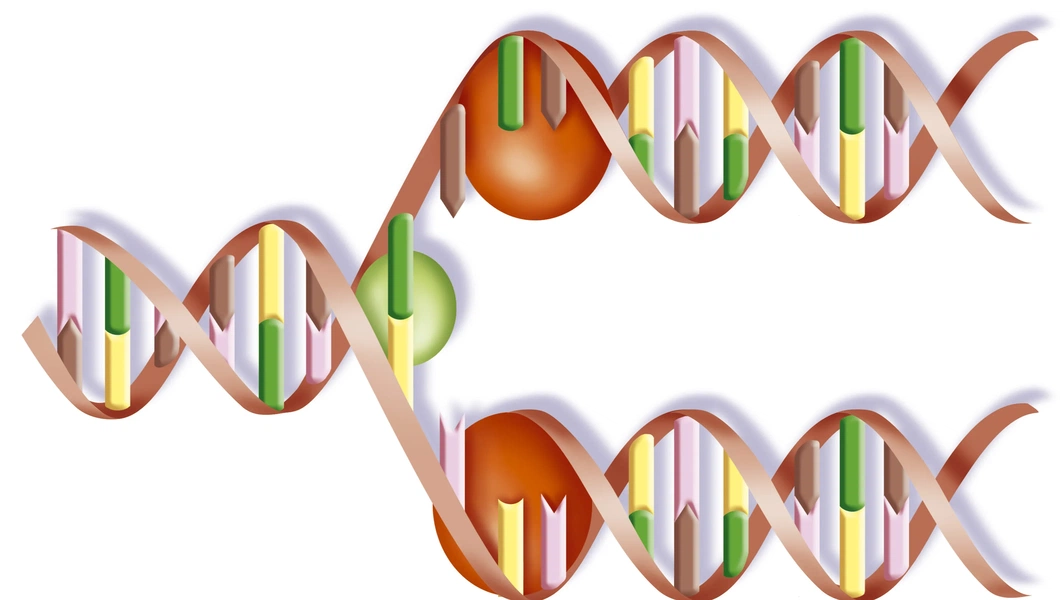 How DNA changes and shapes life