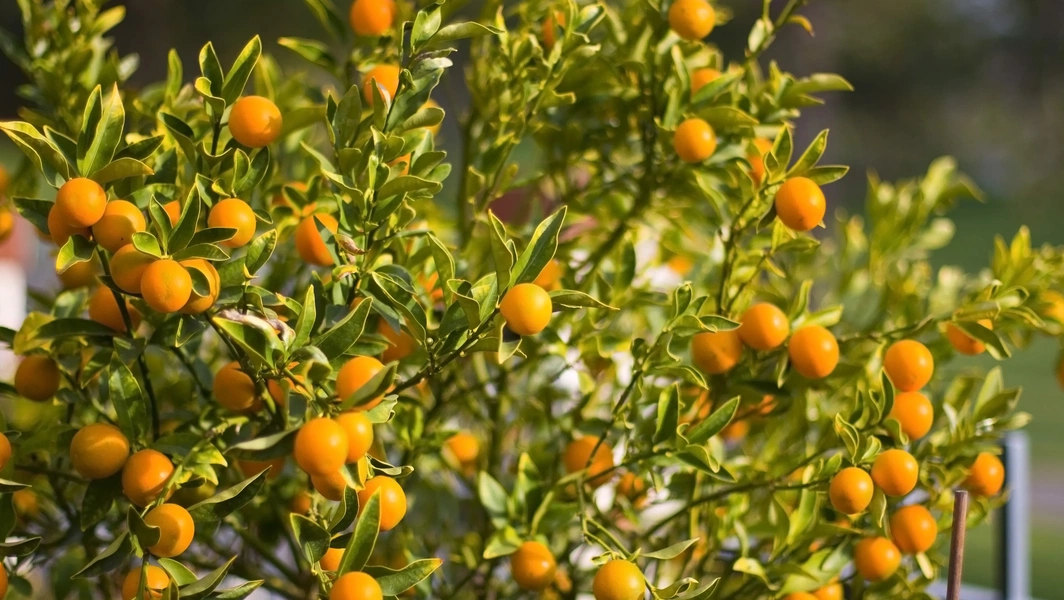 14 compact fruit trees perfect for container growing