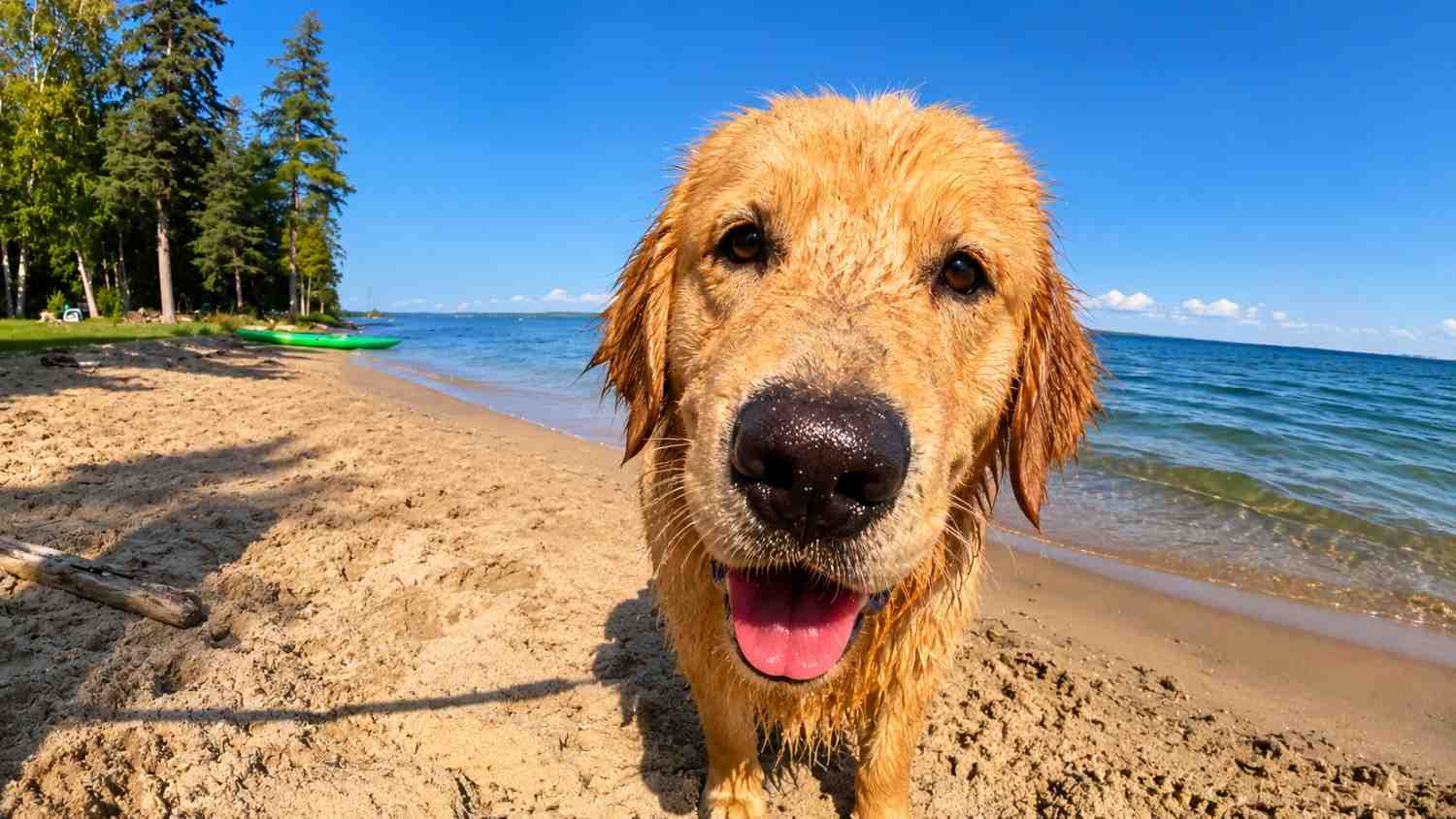 My dog turns beach day messy