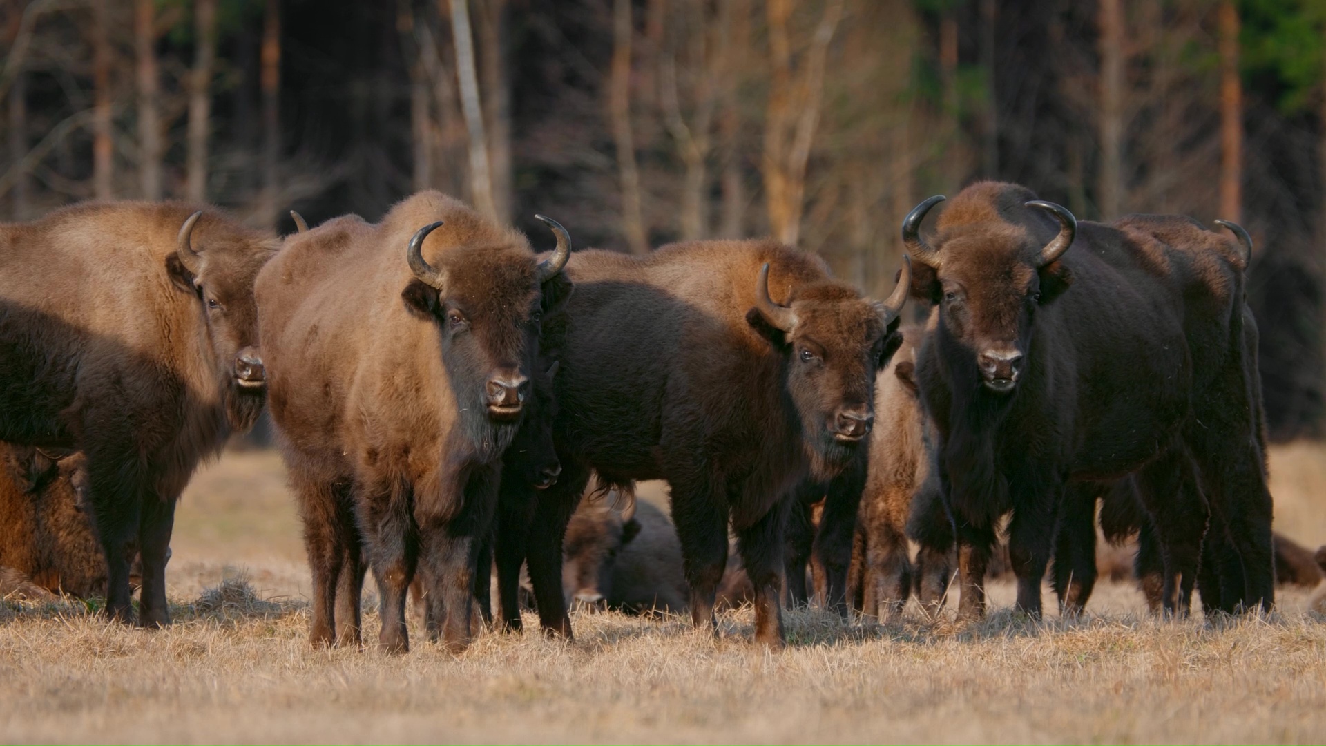 I captured a rare bison herd moment