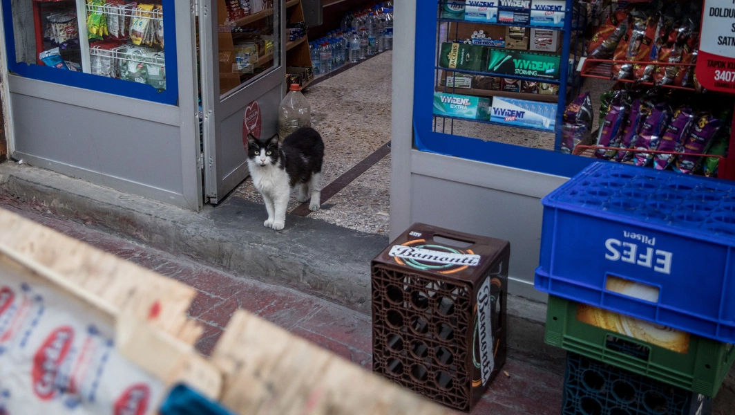 Why cats make grocery stores their home